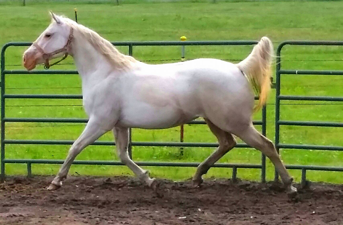 Adoption Policies – Indiana Horse Rescue