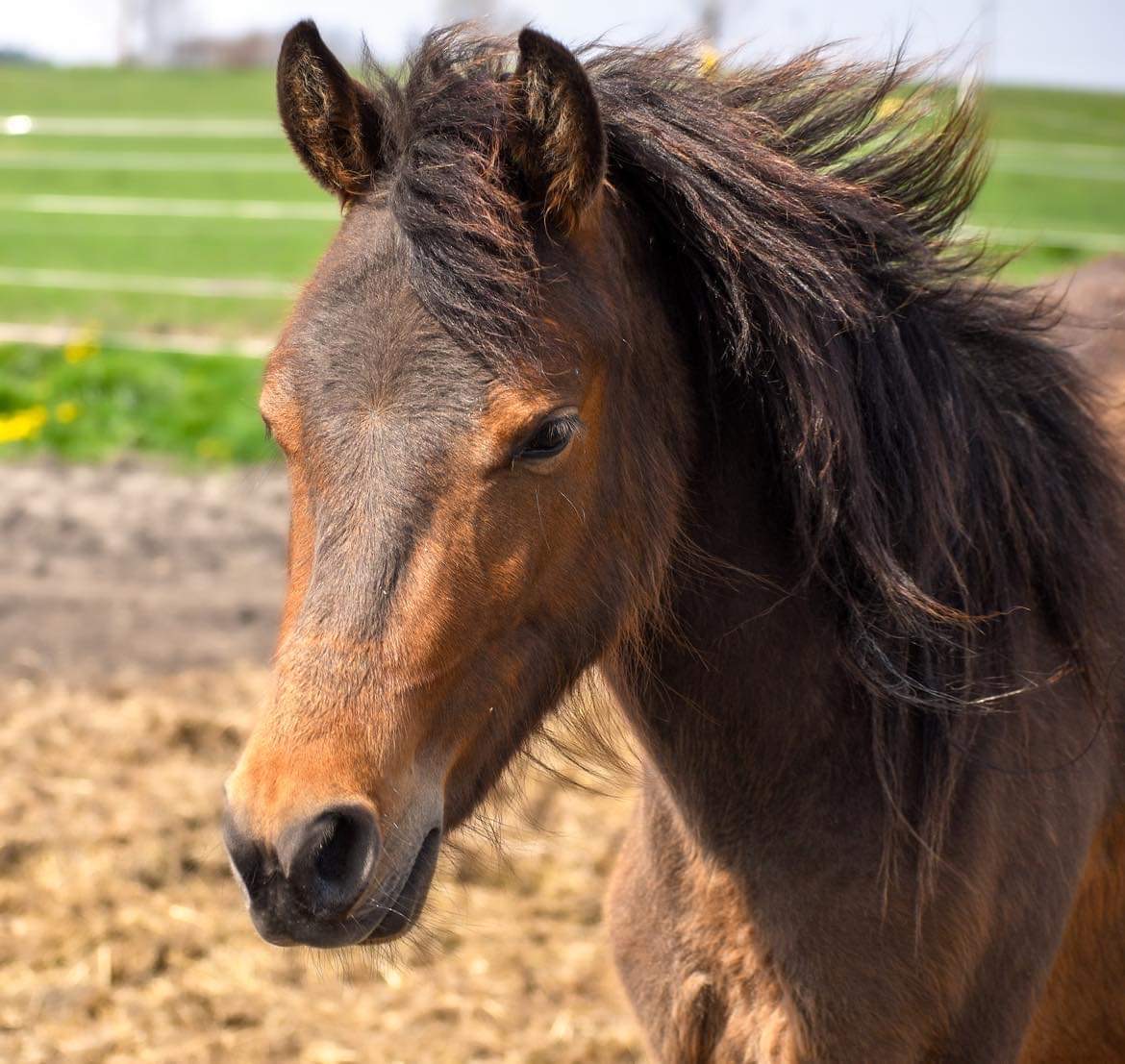 Available Horses – Indiana Horse Rescue