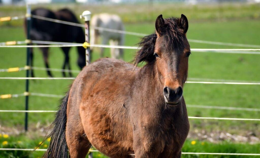 Available Horses – Indiana Horse Rescue