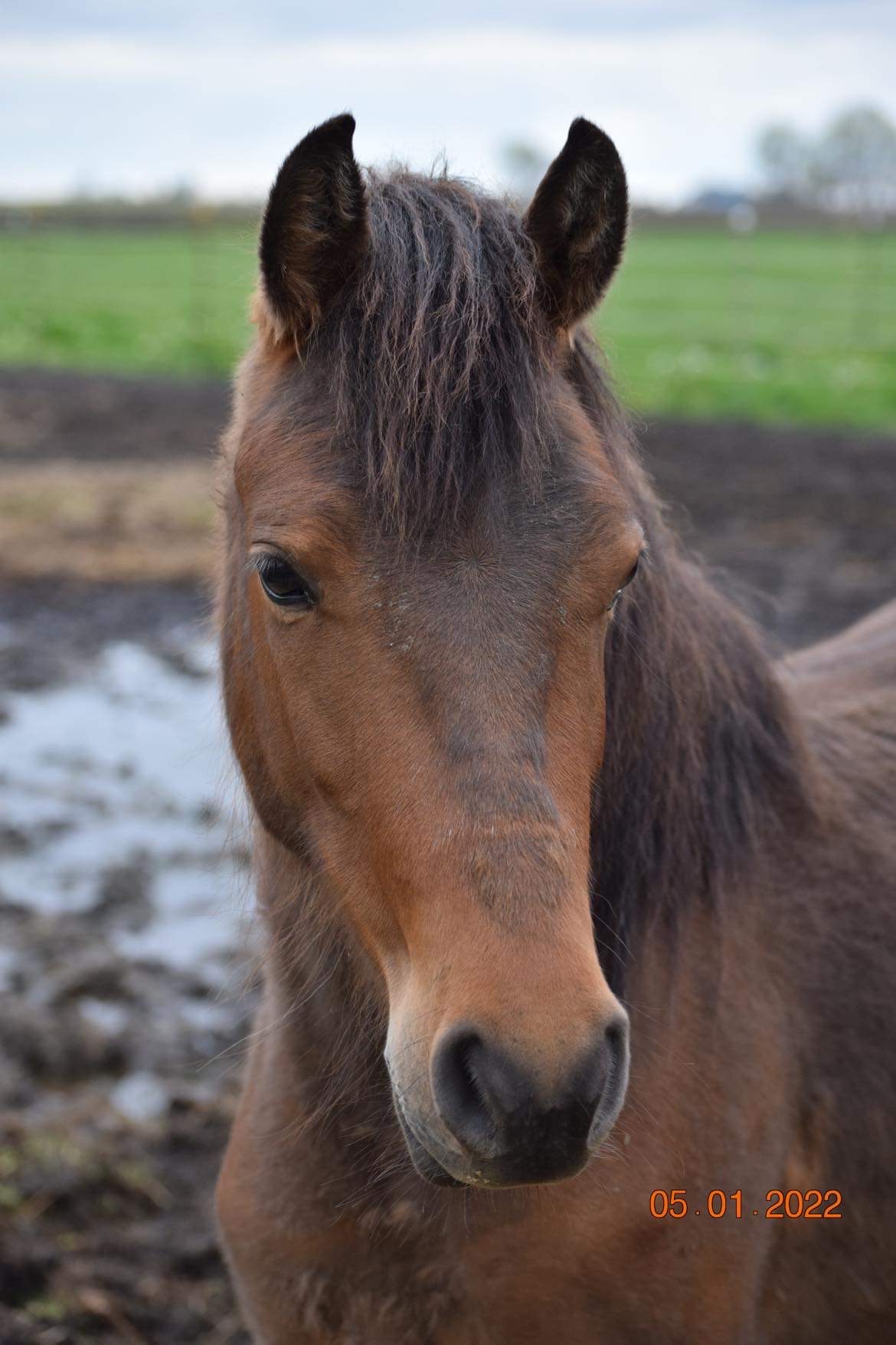 Available Horses – Indiana Horse Rescue