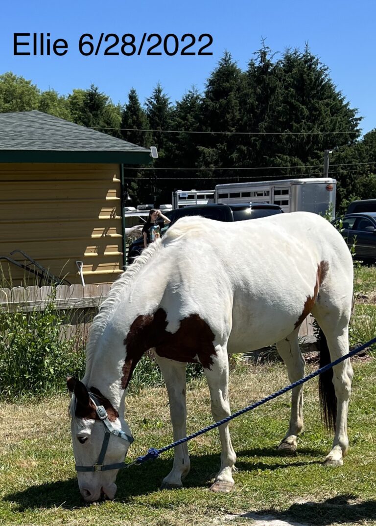 Available Horses – Indiana Horse Rescue