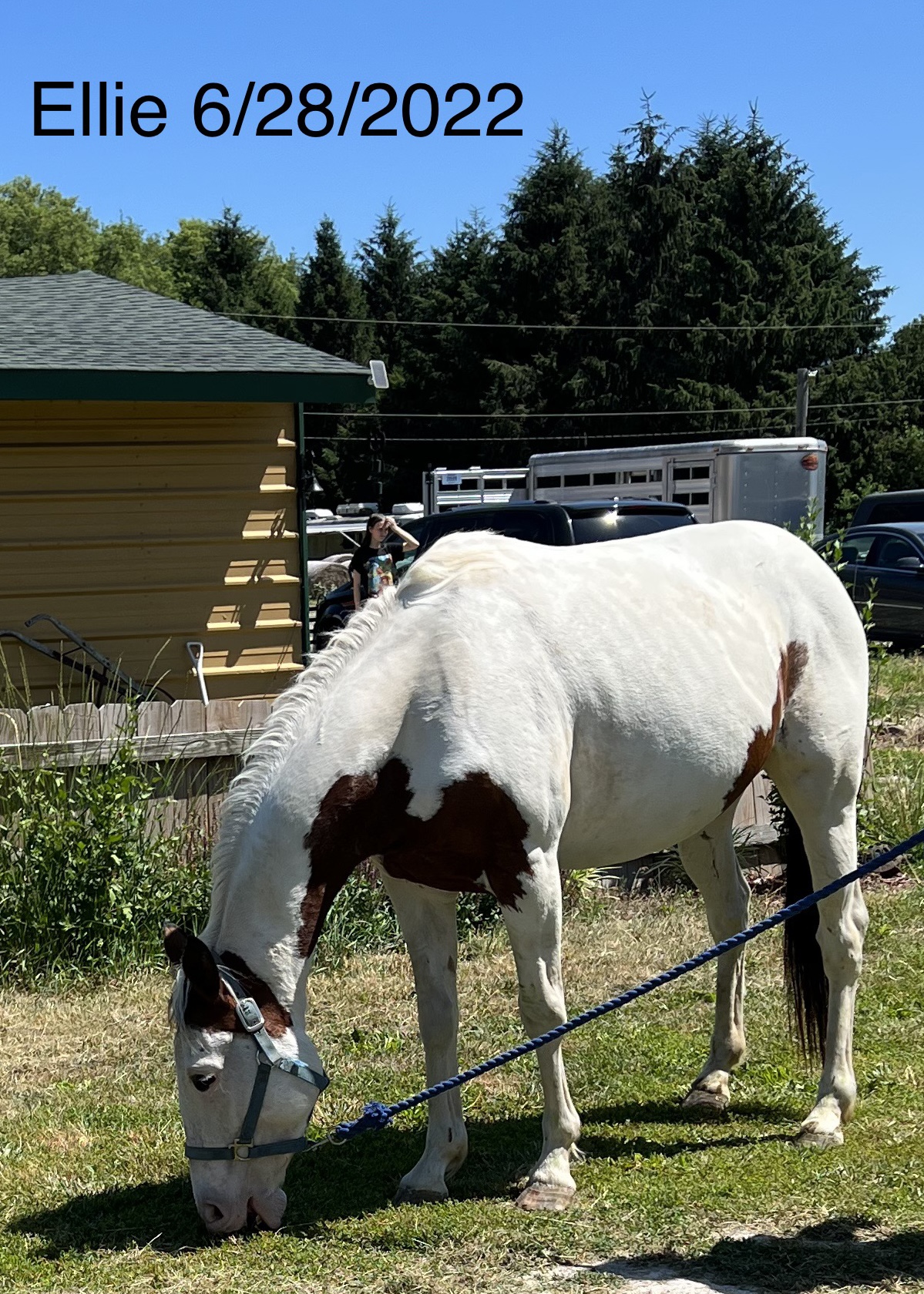 Available Horses – Indiana Horse Rescue