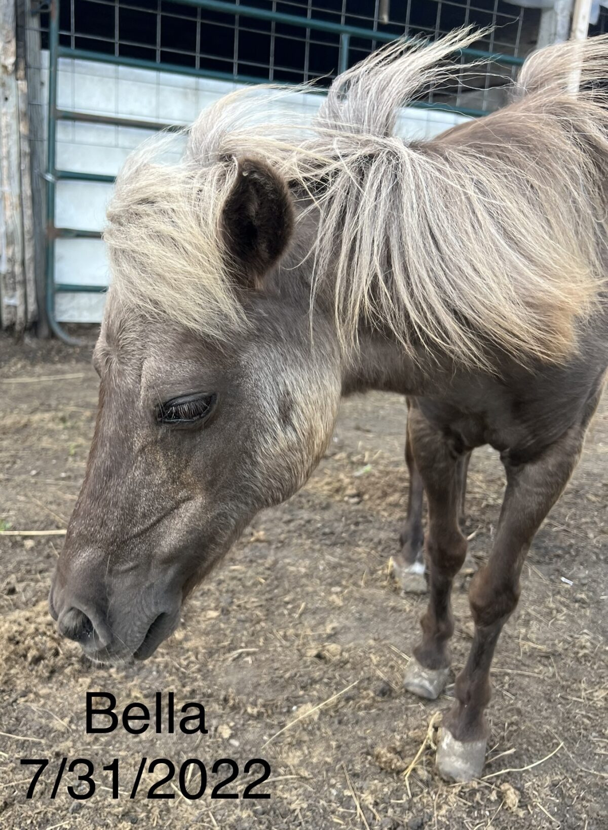 Available Horses – Indiana Horse Rescue
